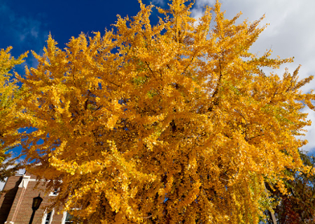 Tree Walk Story Map | Agnes Scott College
