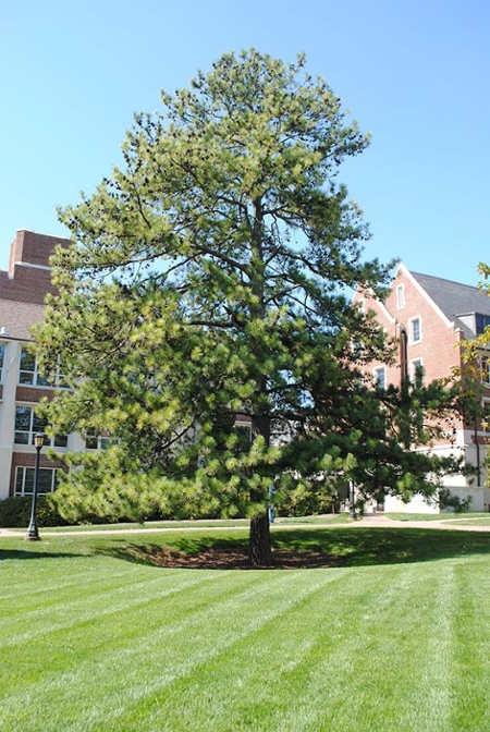 Tree Walk Story Map | Agnes Scott College