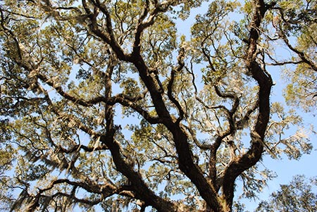 Tree Walk Story Map | Agnes Scott College